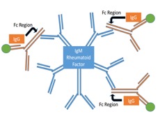 Rheumatoid Factor (RF) and Anti-nuclear Antibody (ANA) in the Diagnosis ...