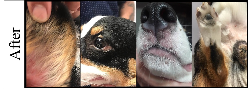 What Is Canine Erythema