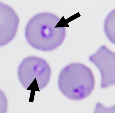 FAKE OUT! Hemoparasite or Blood Smear Artifact?