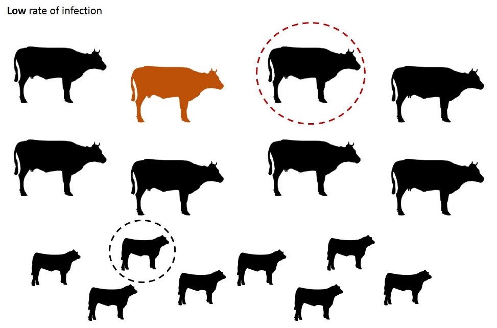 Abortions occurring in an anaplasmosis "endemically stable" cow-calf herd