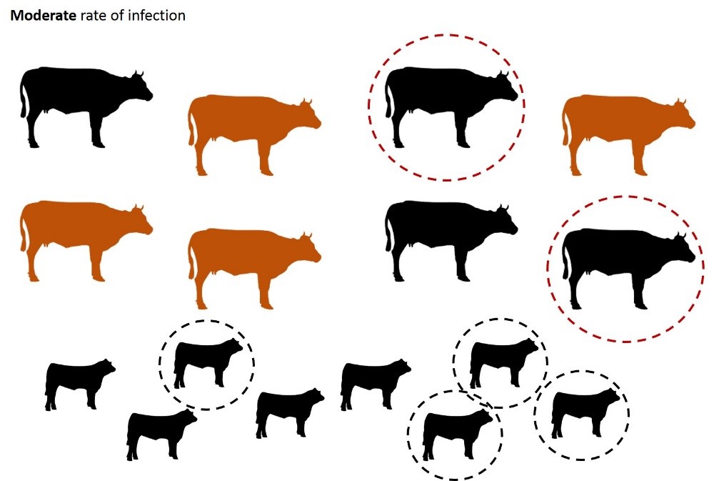 Abortions occurring in an anaplasmosis "endemically stable" cow-calf herd