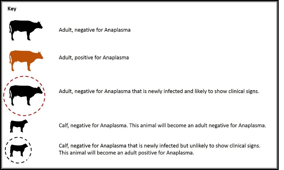 Abortions occurring in an anaplasmosis "endemically stable" cow-calf herd