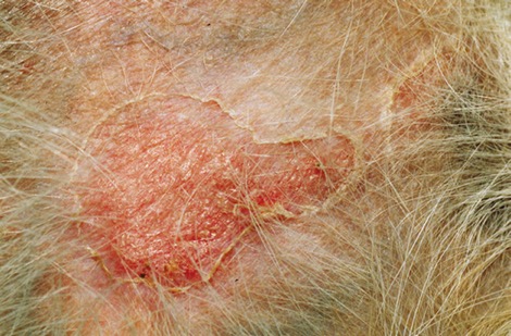 Canine Bacterial Pyoderma: Indications and Skin Sampling Techniques