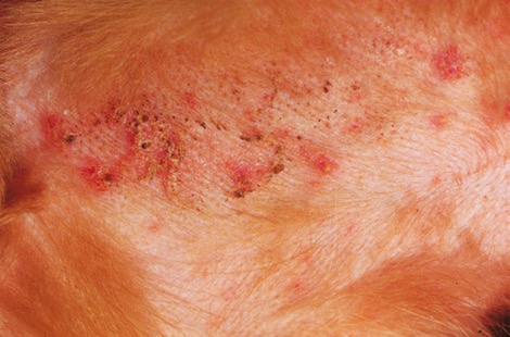 Canine Bacterial Pyoderma: Indications and Skin Sampling Techniques